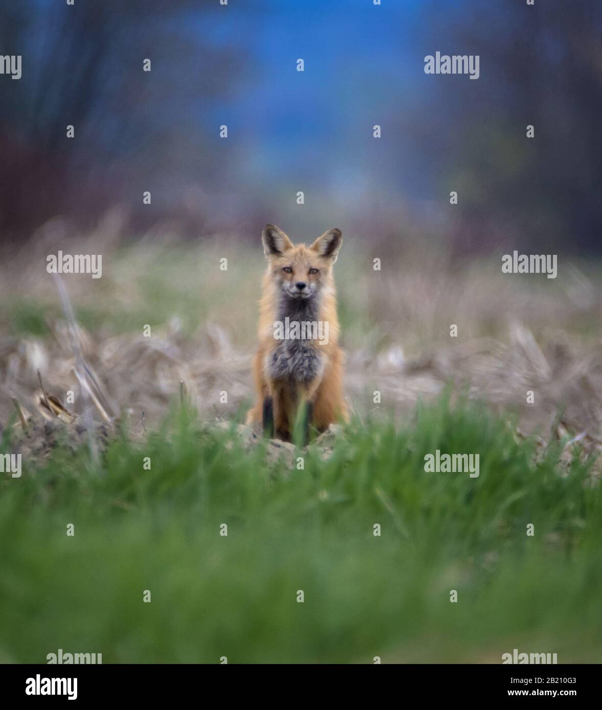 Fox in green field hi-res stock photography and images - Alamy