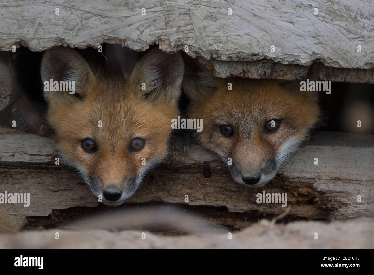 Young fox at old barn hi-res stock photography and images - Alamy