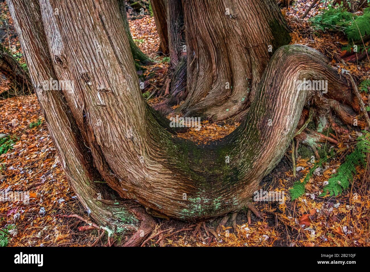 Cedar tree trunk surface pattern and texture Stock Photo - Alamy