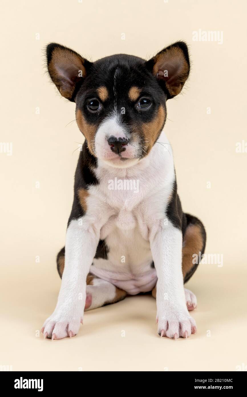 Basenji or Congo Terrier (Canis lupus familiaris), young animal, 6 weeks, tricolor, sitting ...