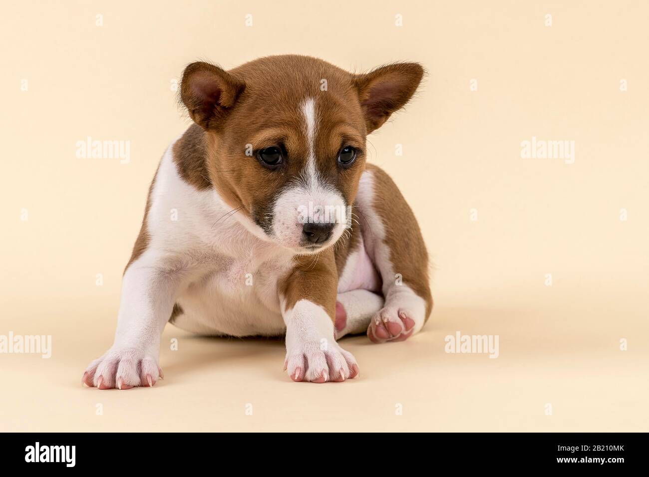 Basenji or Congo Terrier (Canis lupus familiaris), young animal, 6 ...