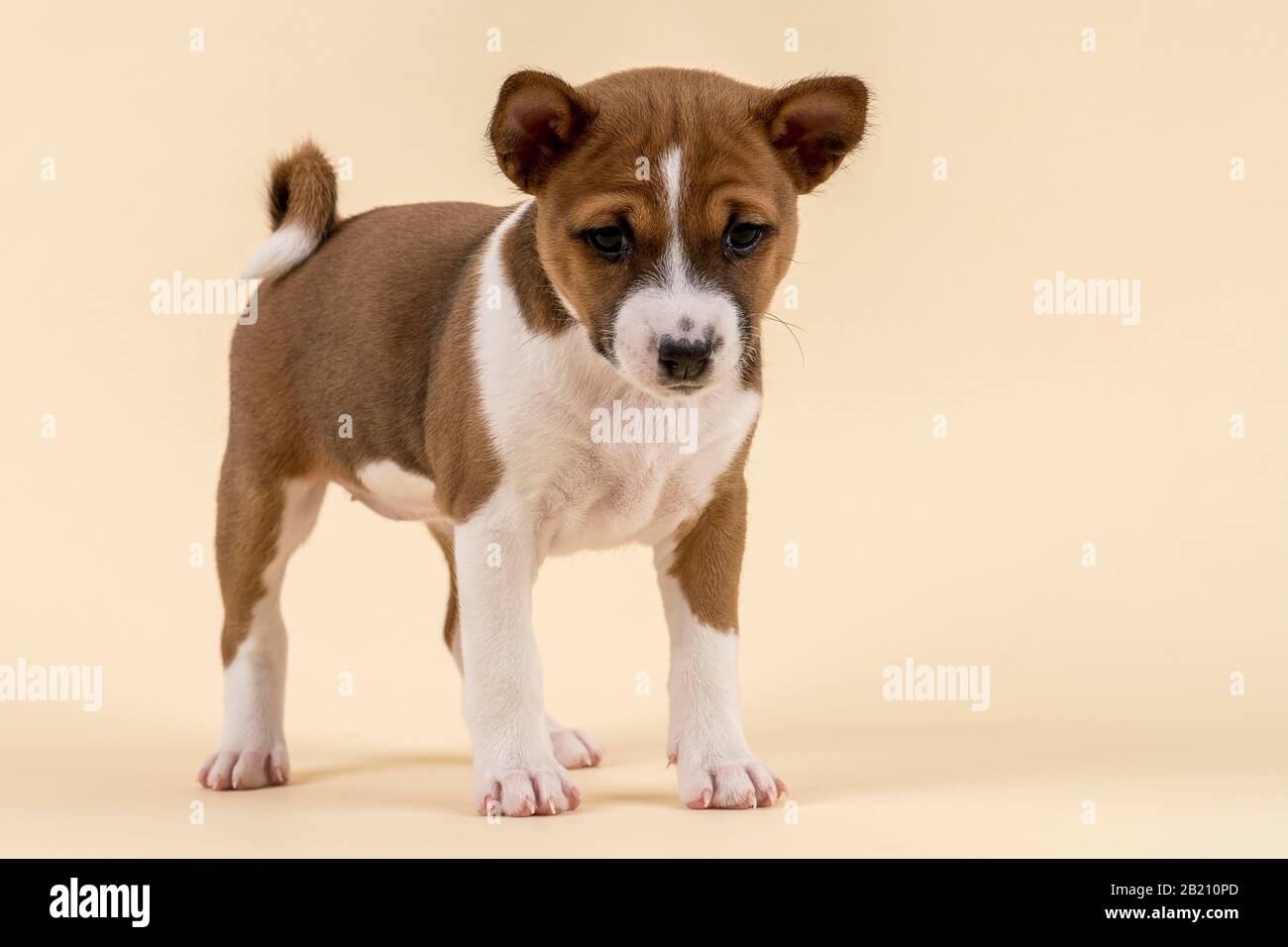 Basenji or Congo Terrier (Canis lupus familiaris), young animal, 6 ...