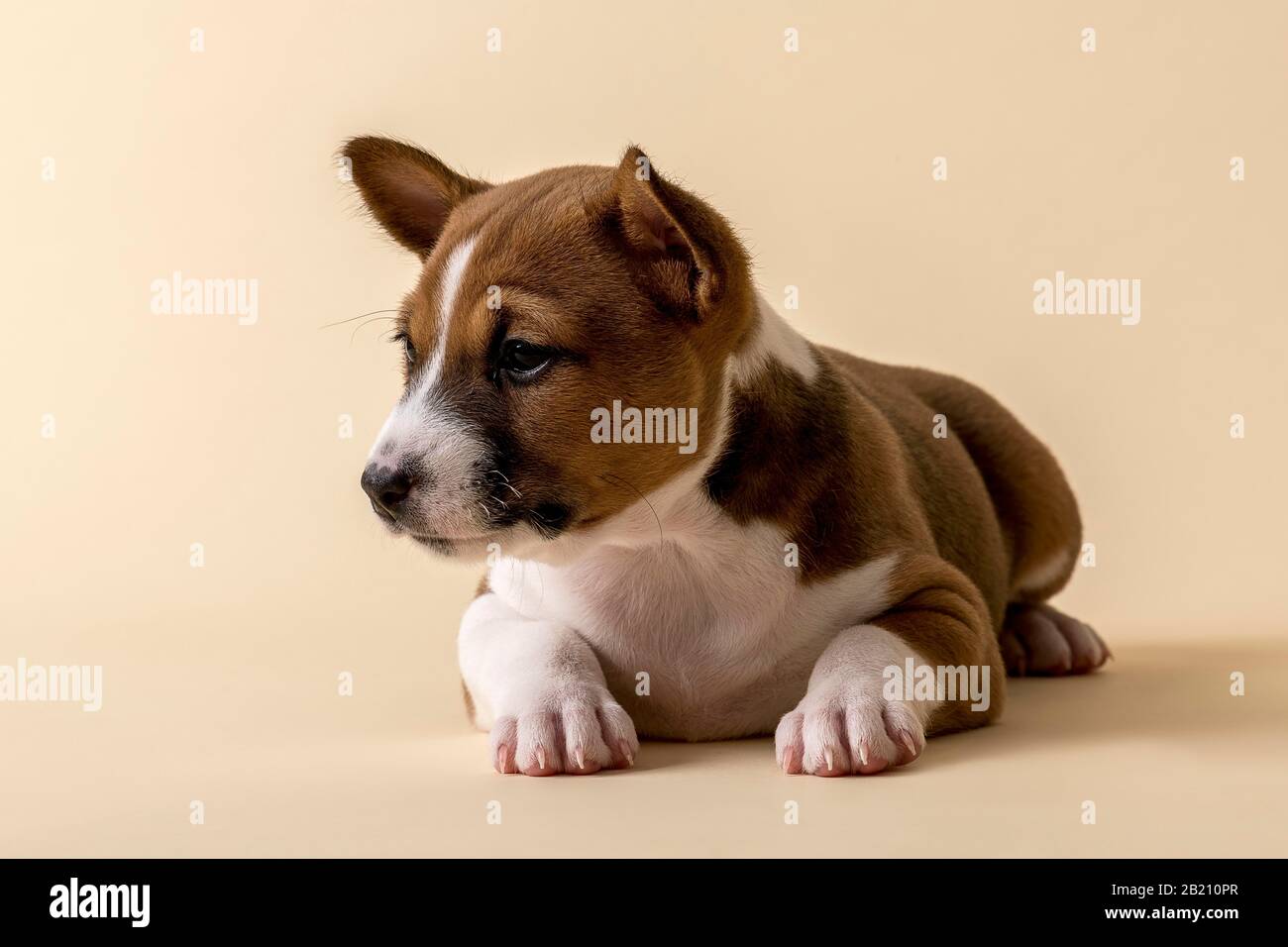 Basenji or Congo Terrier (Canis lupus familiaris), young animal, 6 ...