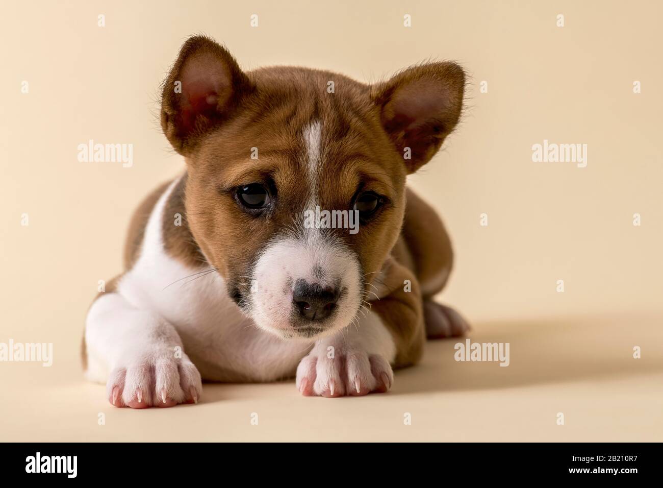 Basenji or Congo Terrier (Canis lupus familiaris), young animal, 6 ...