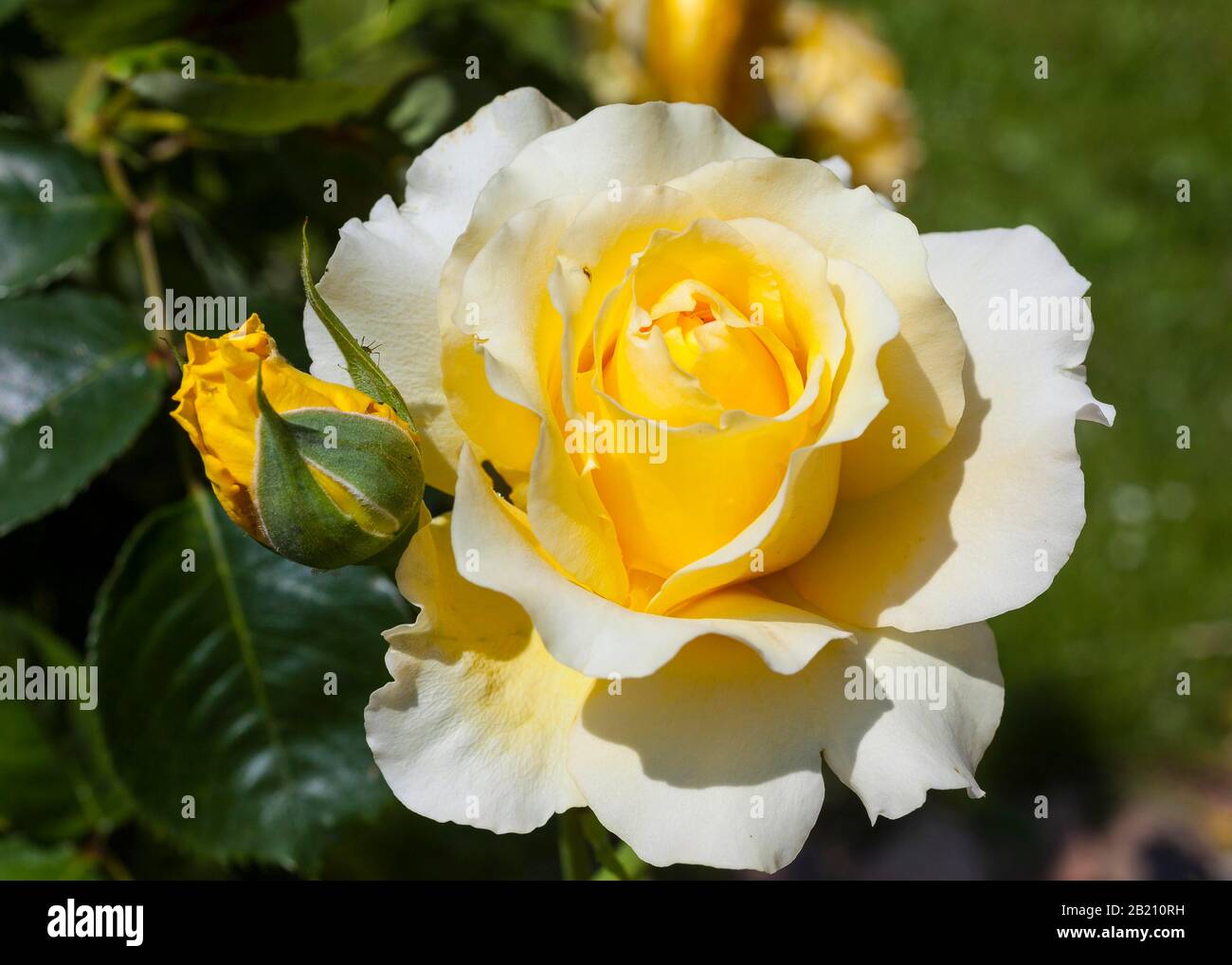 Rose (Rosa), flower in yellow, Meissen, Saxony, Germany Stock Photo - Alamy