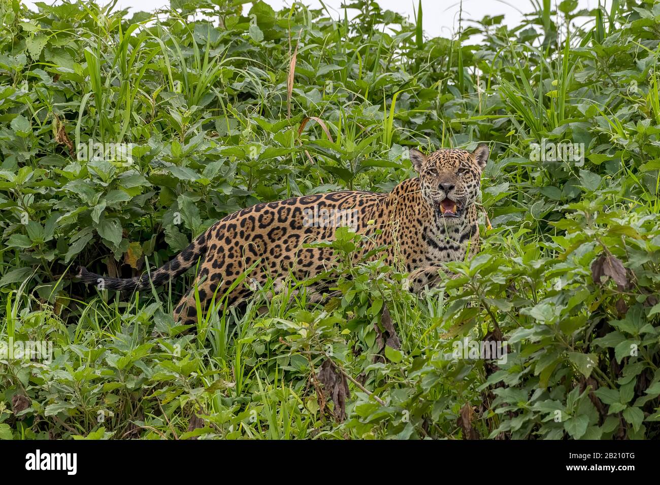 Jaguar (Panthera Onca), Looking searching from the shore vegetation ...