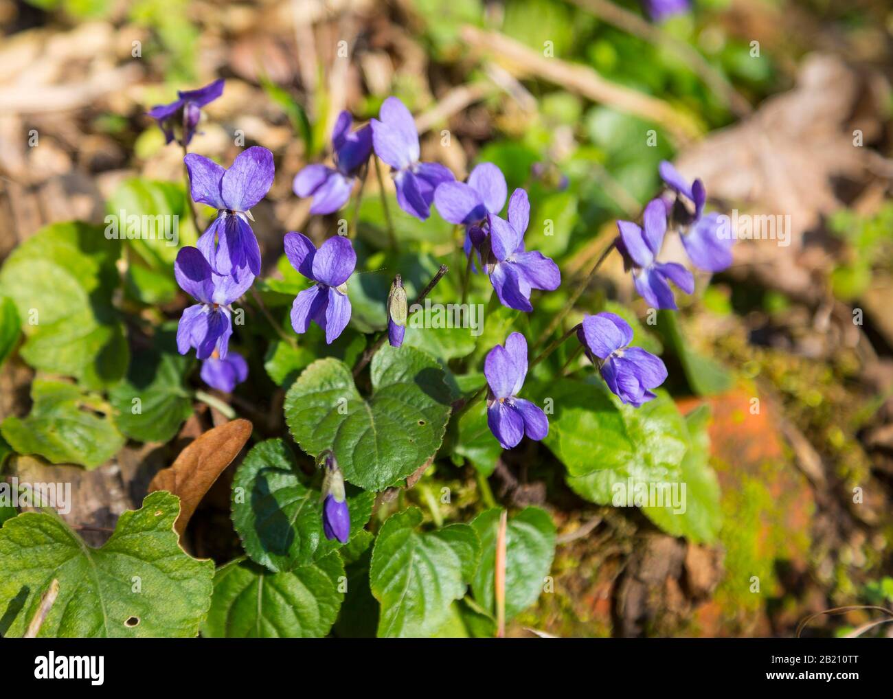Wood violet viola odorata hi-res stock photography and images - Alamy