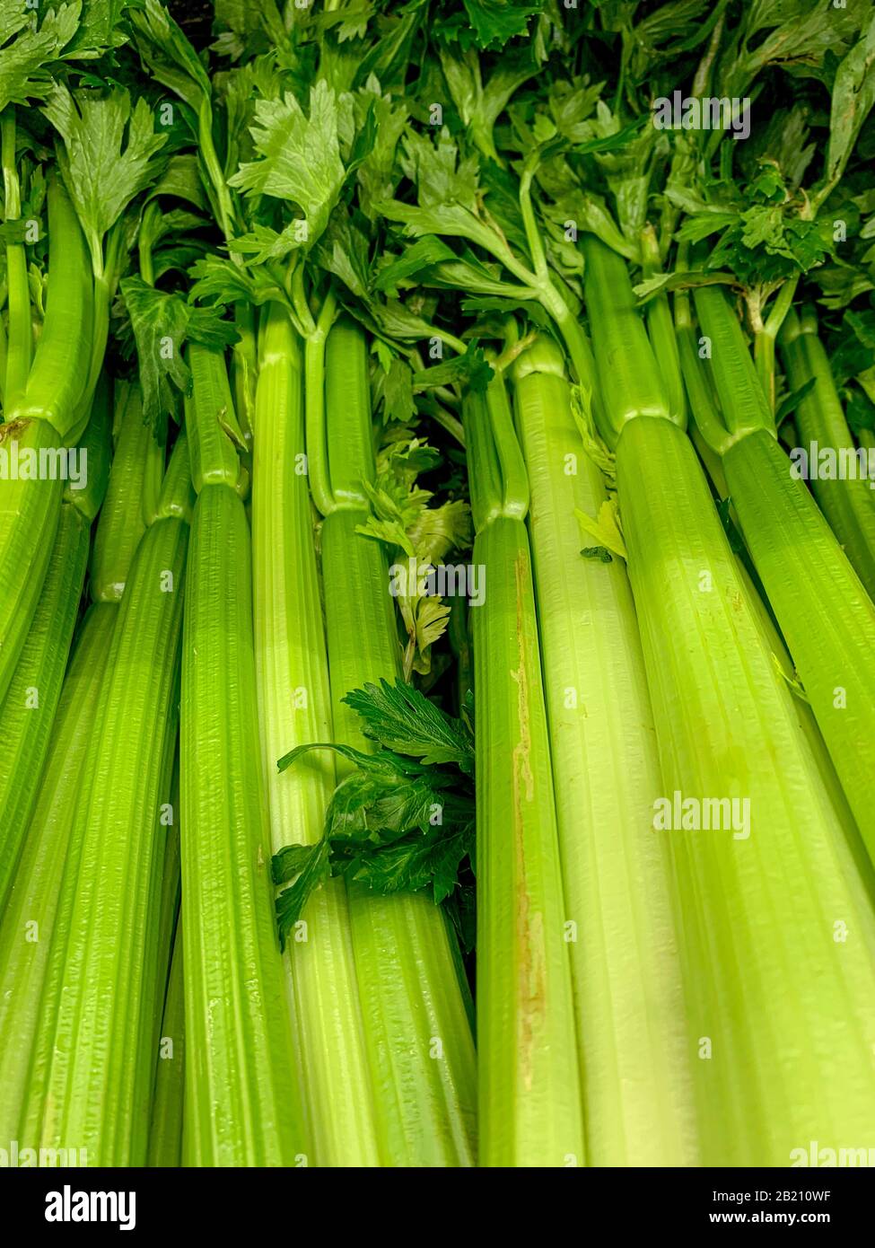 Fresh celery leaves in hi-res stock photography and images - Alamy