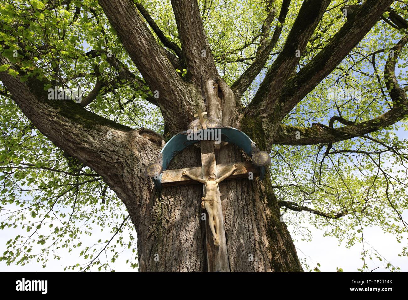 Way cross under a lime tree, Spring, Chiemgau, Upper Bavaria, Bavaria ...