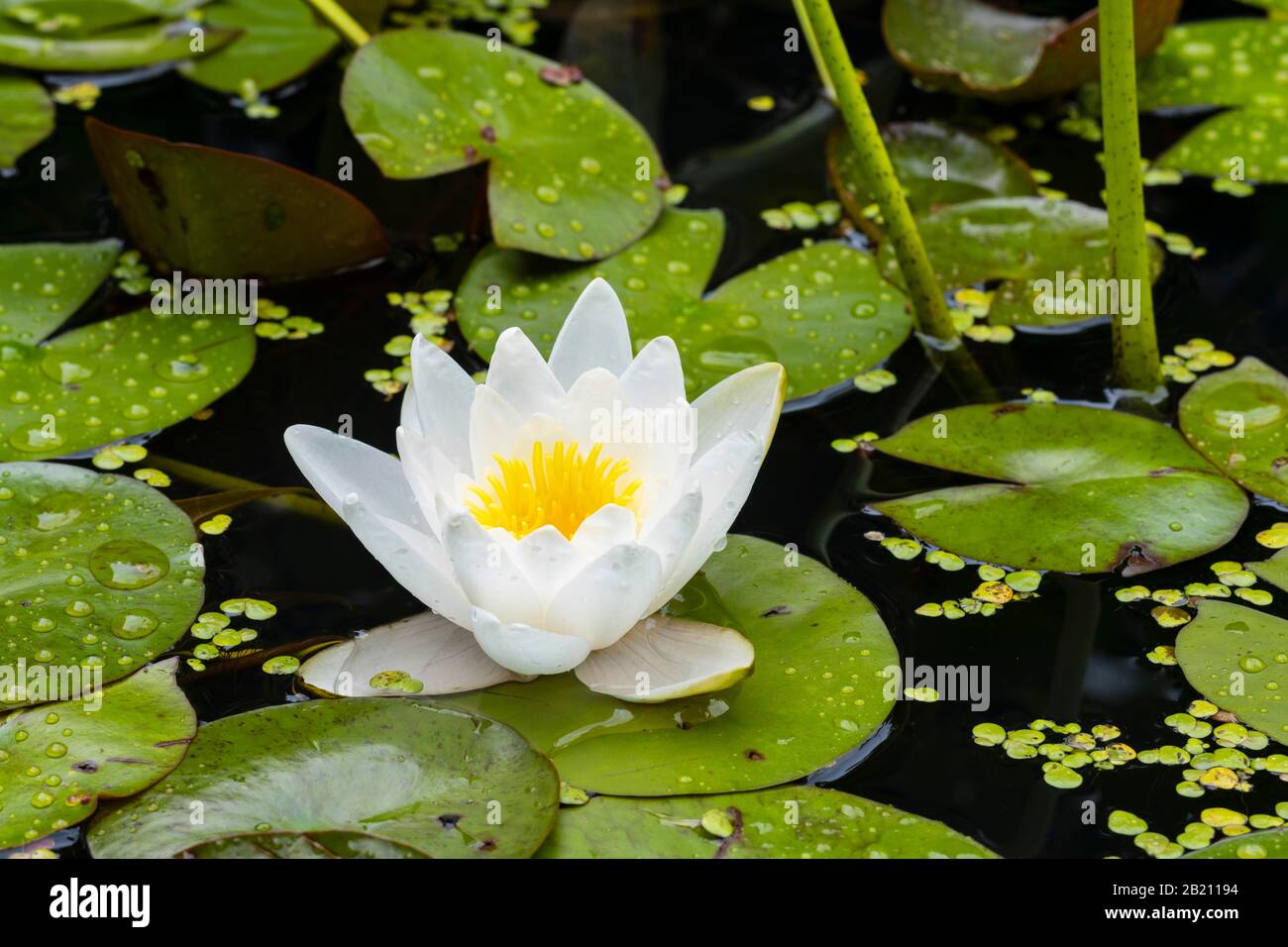 European white waterlily nymphaea alba duckweed hi-res stock ...