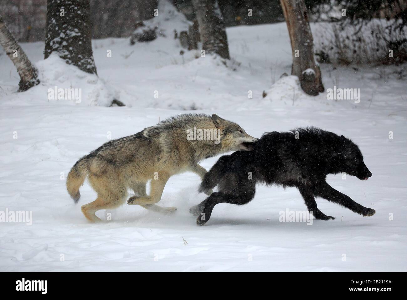 Algonquin wolves hi-res stock photography and images - Alamy