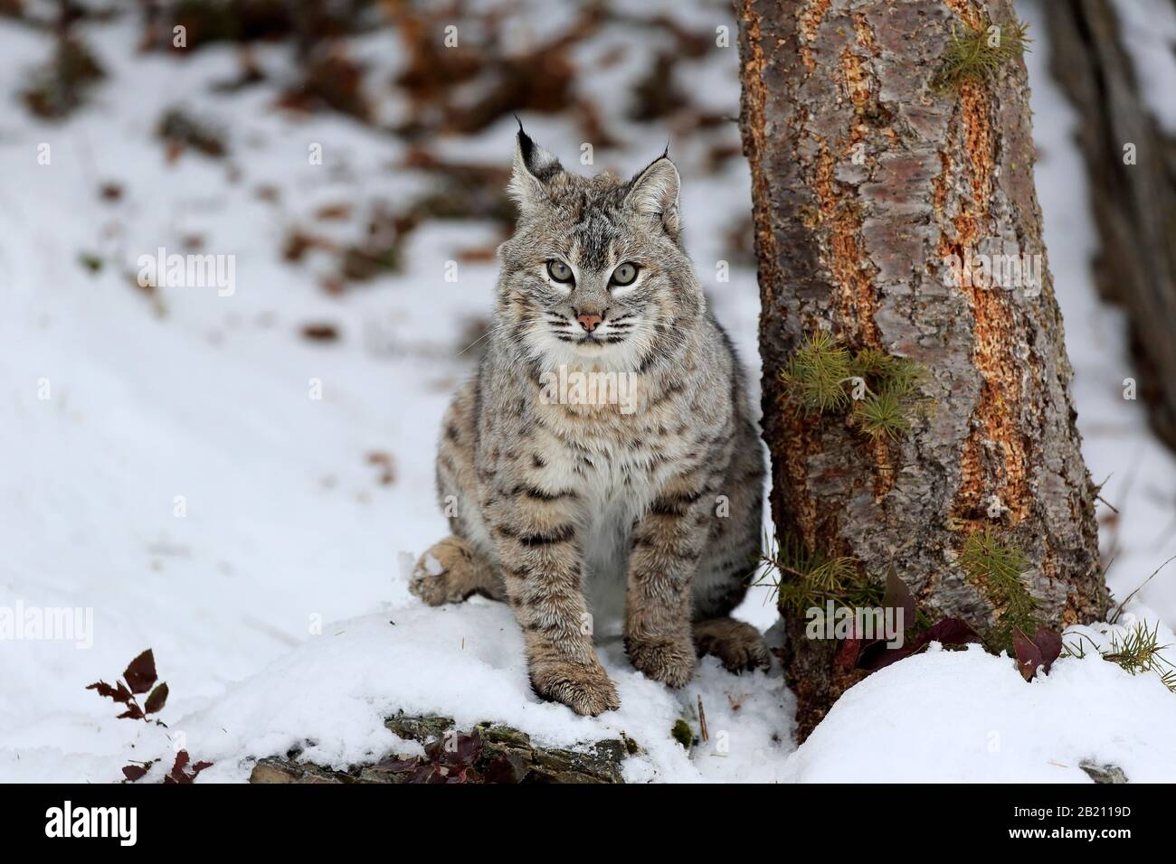 Bobcat snow north america hi-res stock photography and images - Alamy