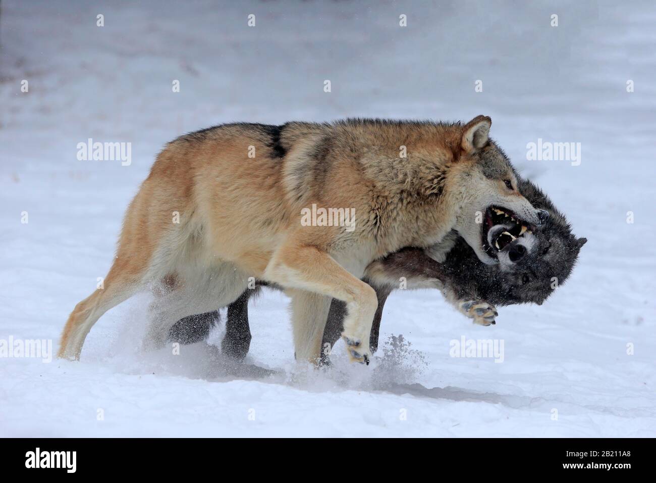 Two fighting wolves hi-res stock photography and images - Alamy