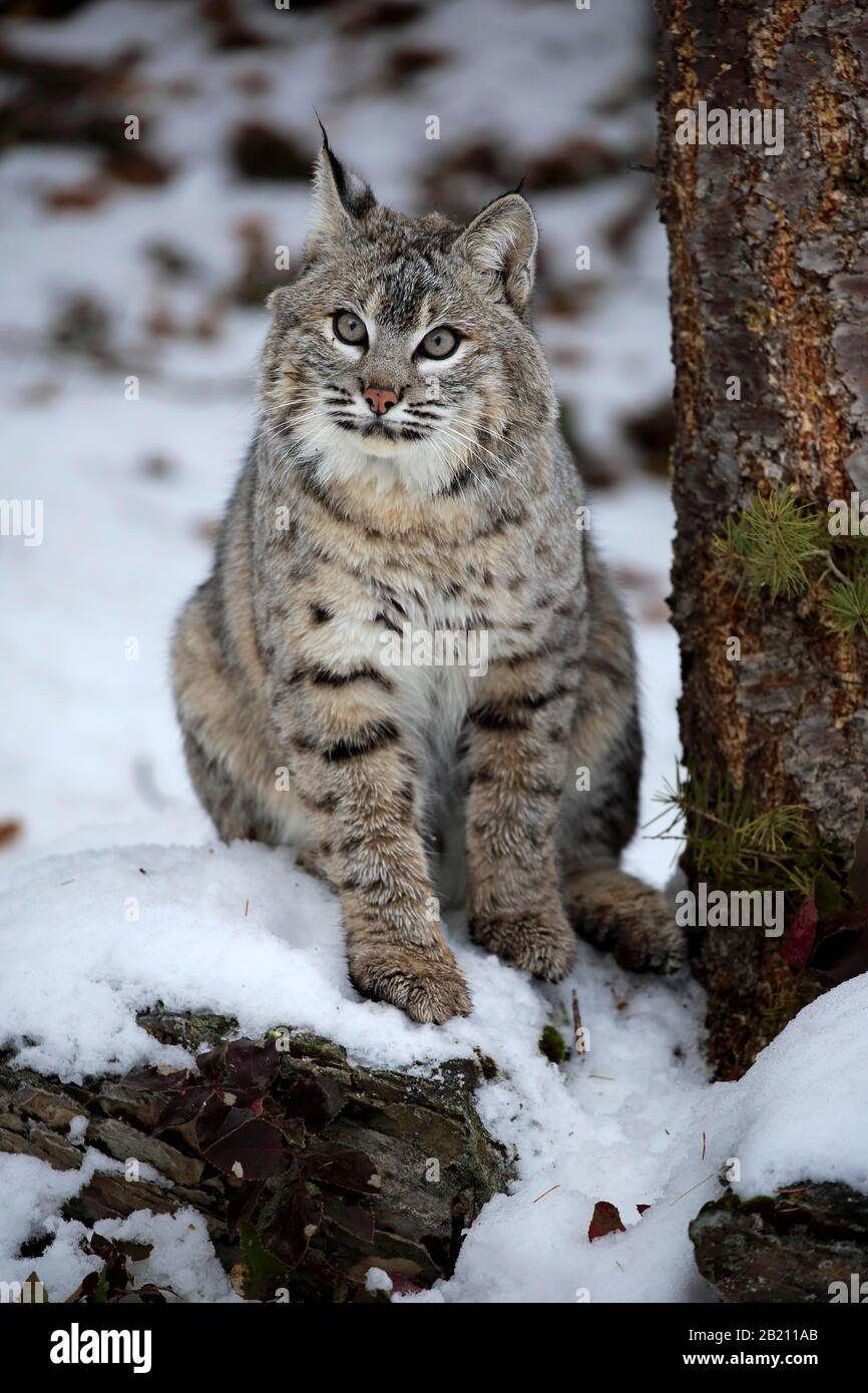 Bobcat (Lynx rufus), adult, in winter, in snow, alert, captive, Montana ...