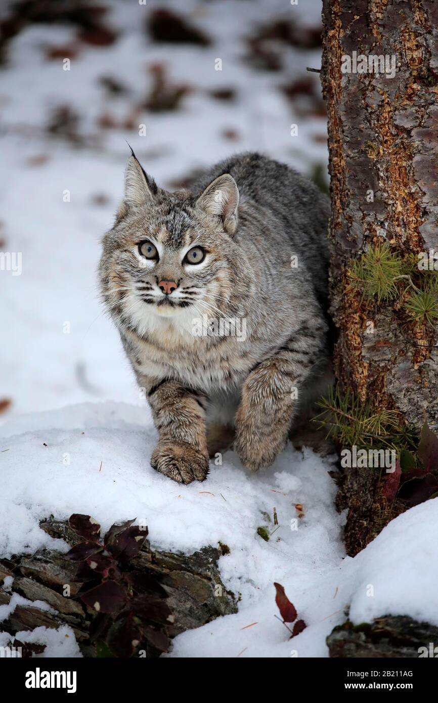 Bobcat (Lynx rufus), adult, in winter, in snow, alert, captive, Montana ...