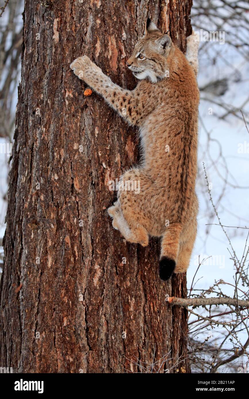 Eurasian lynx (Lynx lynx), half grown young animal, nine months old, in ...