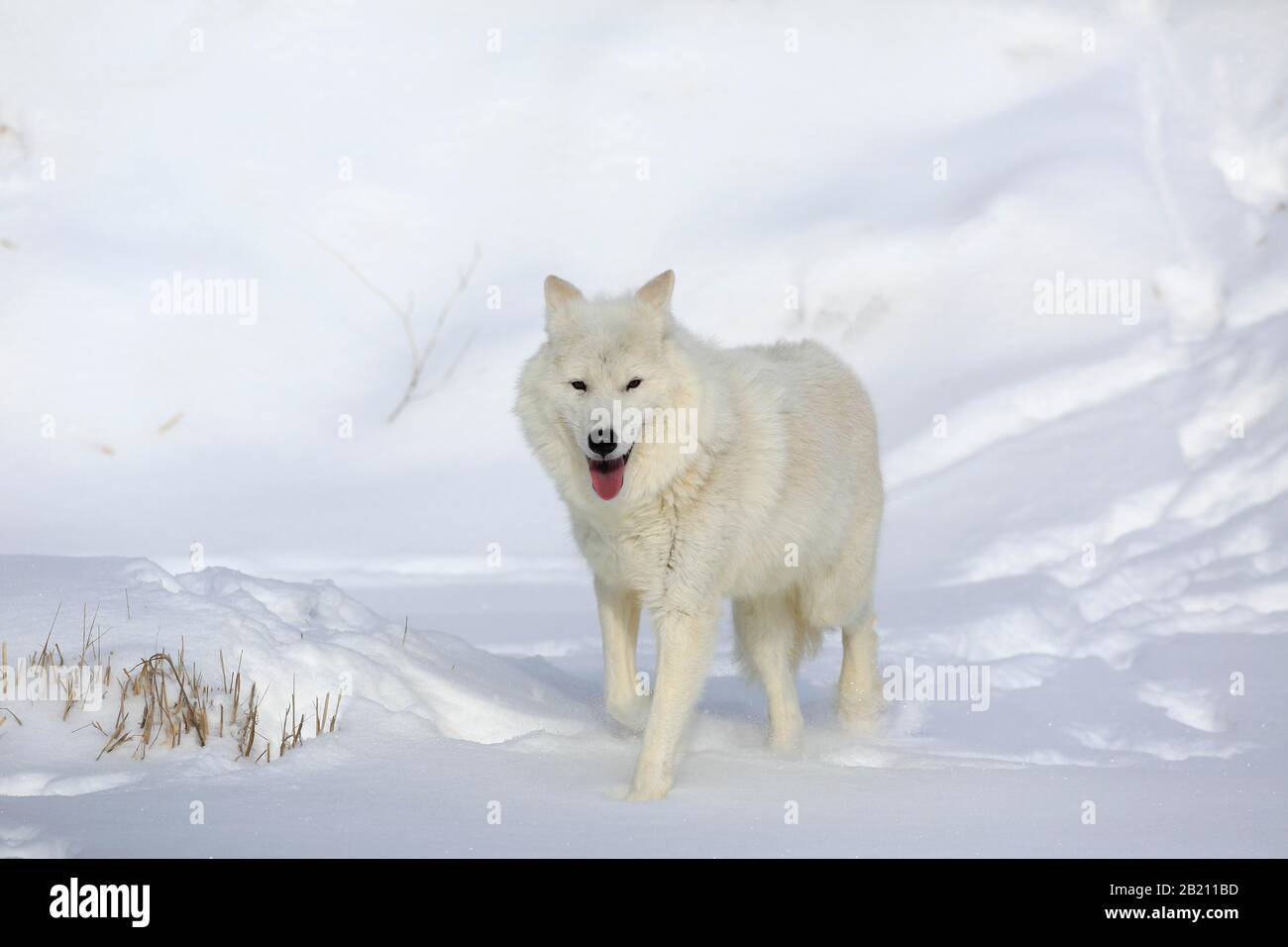White Wolf In Snow Wallpaper