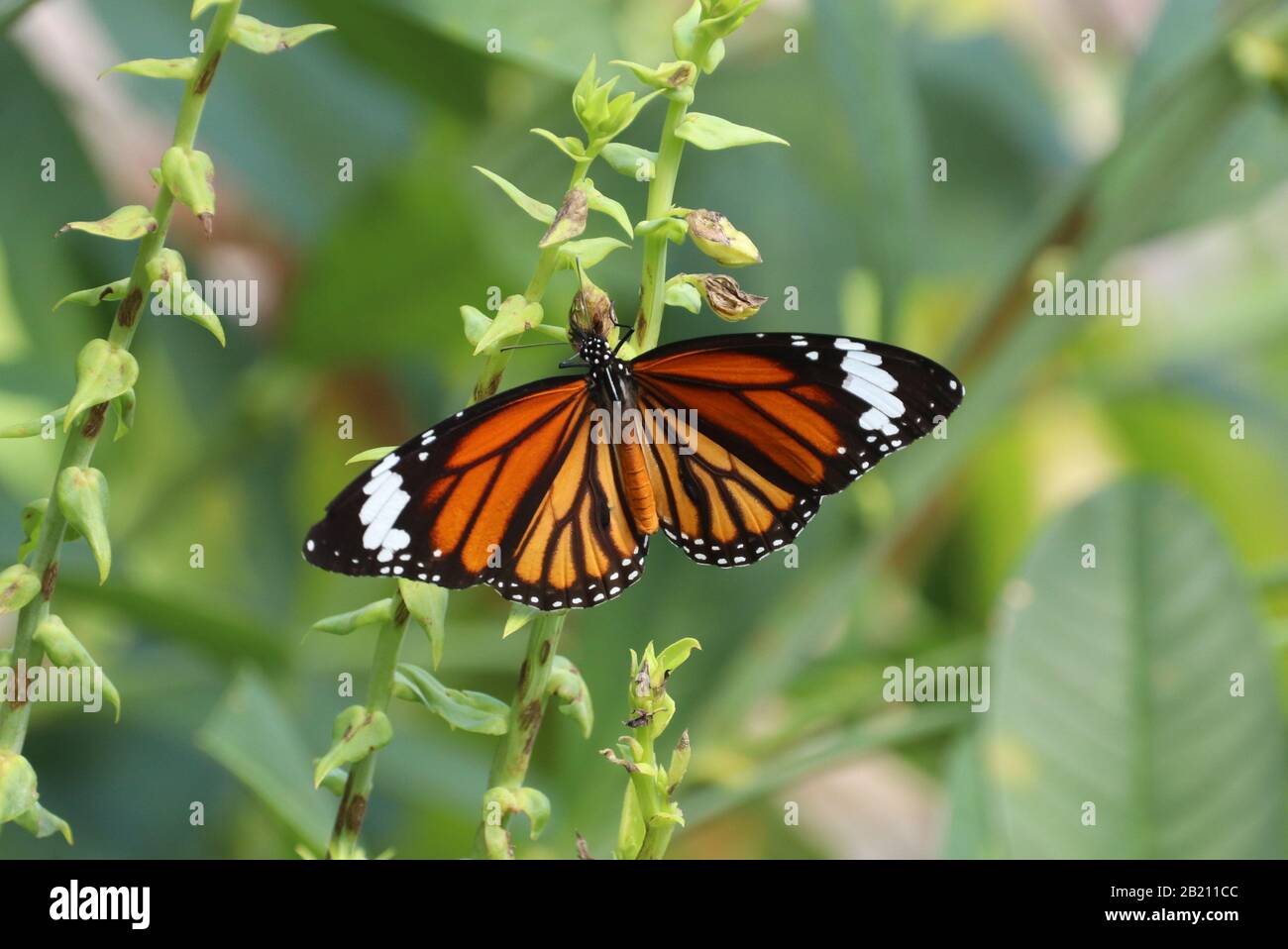 Common Tiger butterfly, Koh Chang, Thailand Stock Photo - Alamy
