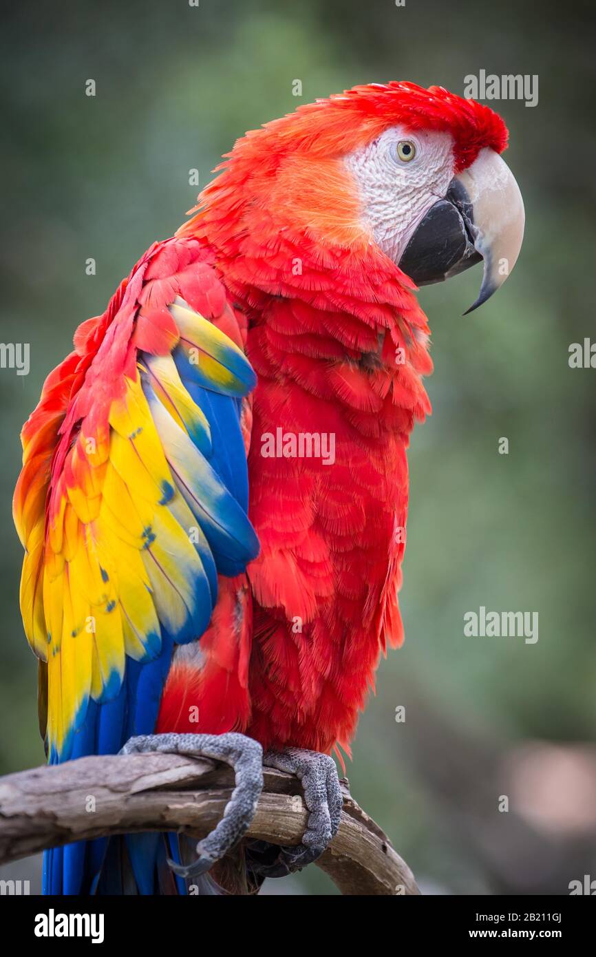 Scarlet macaw (Ara macao) sitting on branch, side view, captive, St ...