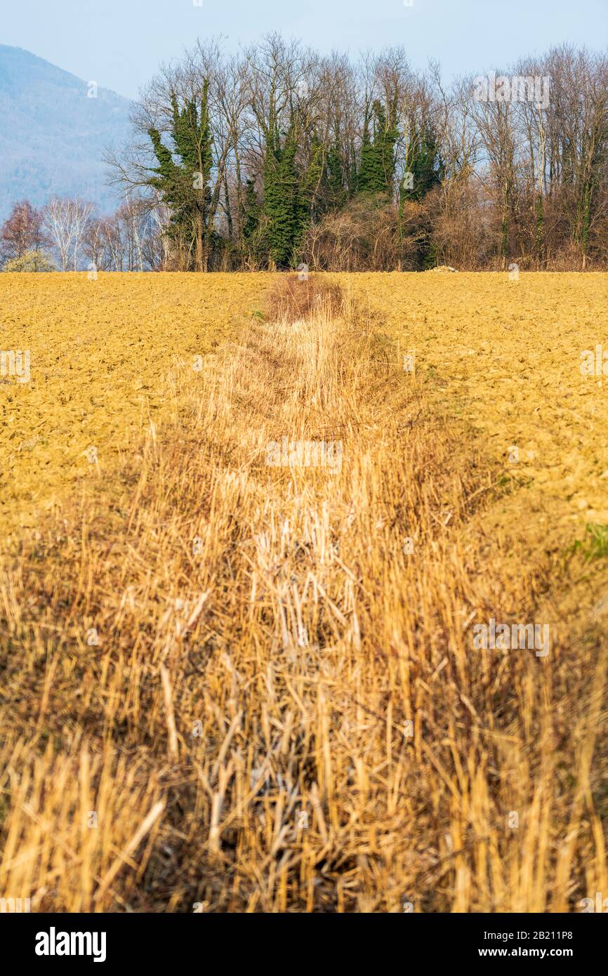 Trees lined up in the woods Stock Photo - Alamy