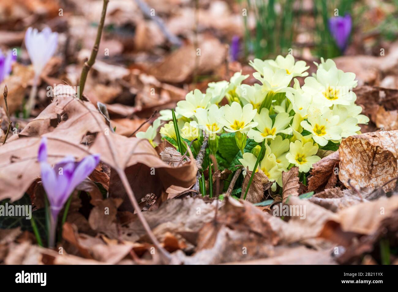 The awakening of spring. Crocus and primroses in the woods Stock Photo ...