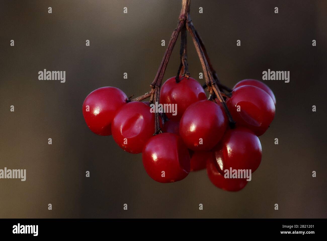 The fruits are deep red hi-res stock photography and images - Alamy