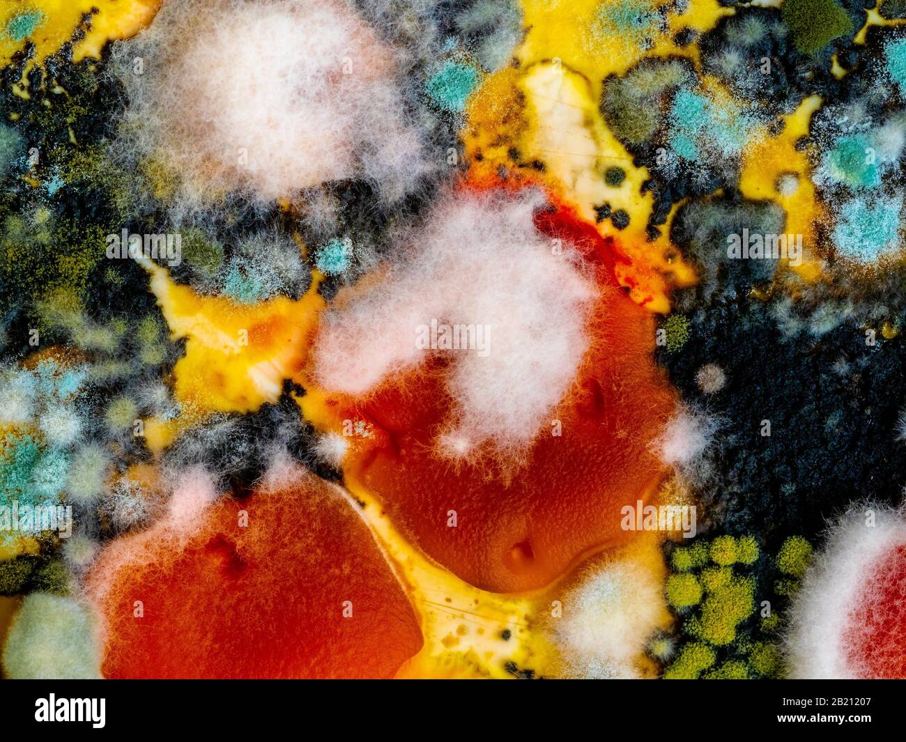 Mould, beautiful but dangerous, Weiz, Austria Stock Photo - Alamy