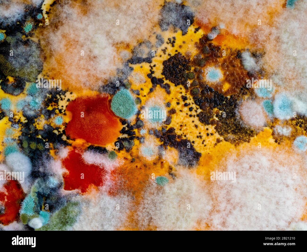 Mould, beautiful but dangerous, Austria Stock Photo - Alamy