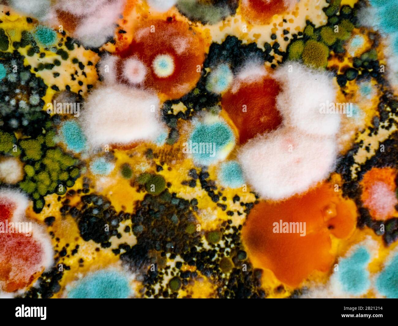 Mould, beautiful but dangerous, Weiz, Austria Stock Photo - Alamy