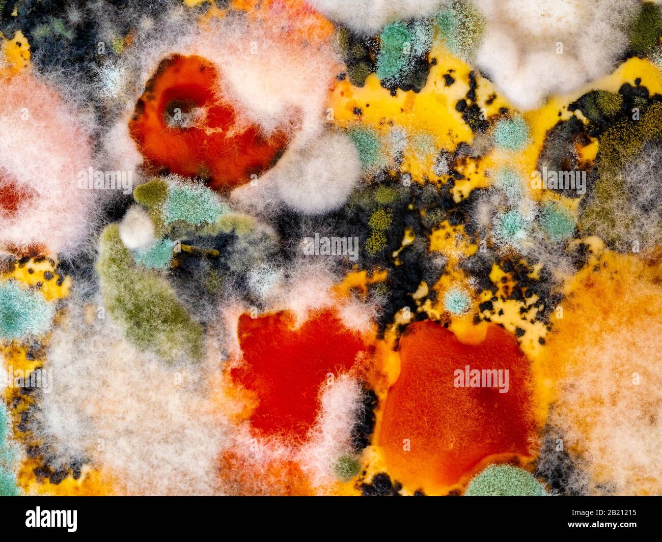 Dangerous mould hi-res stock photography and images - Alamy