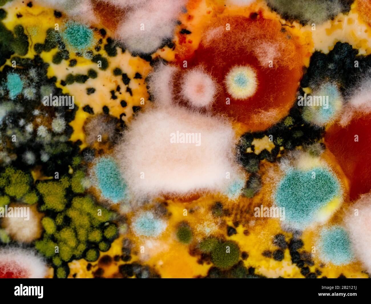 Dangerous mould hi-res stock photography and images - Alamy