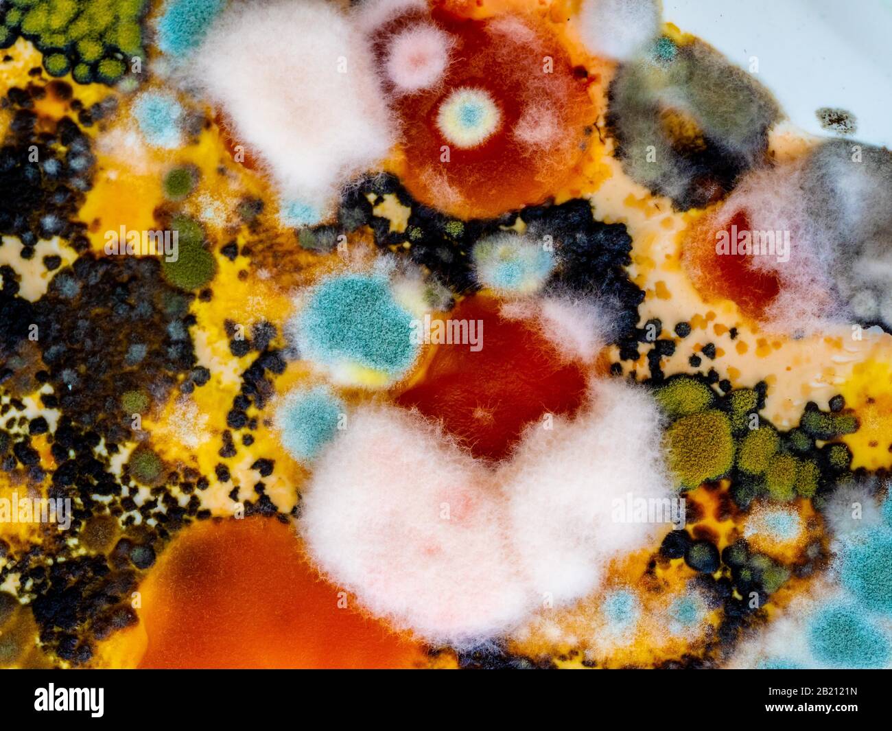Dangerous and beautiful hi-res stock photography and images - Alamy