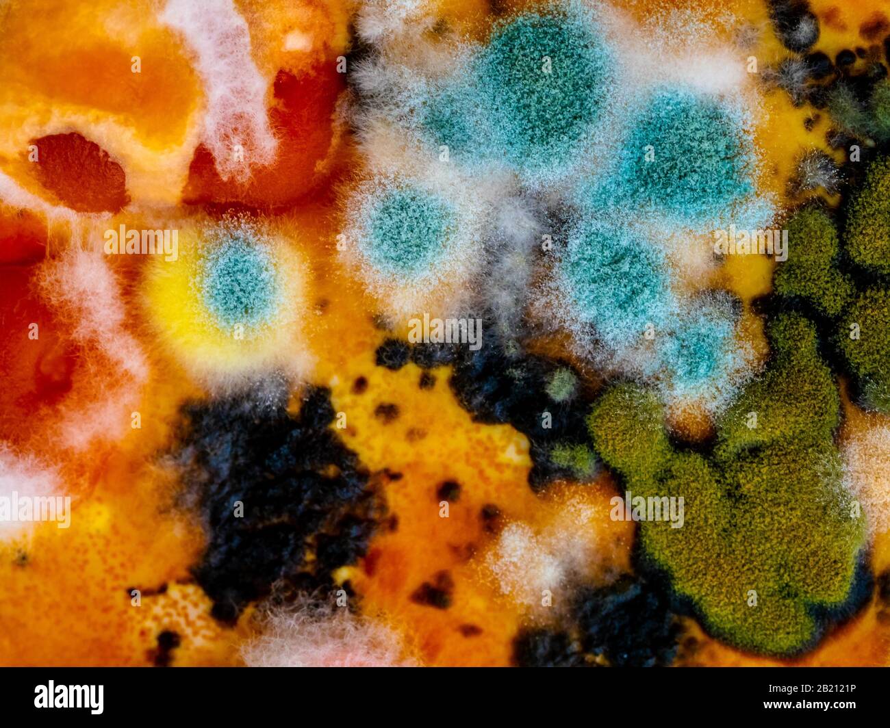 Mould, beautiful but dangerous, Weiz, Austria Stock Photo - Alamy