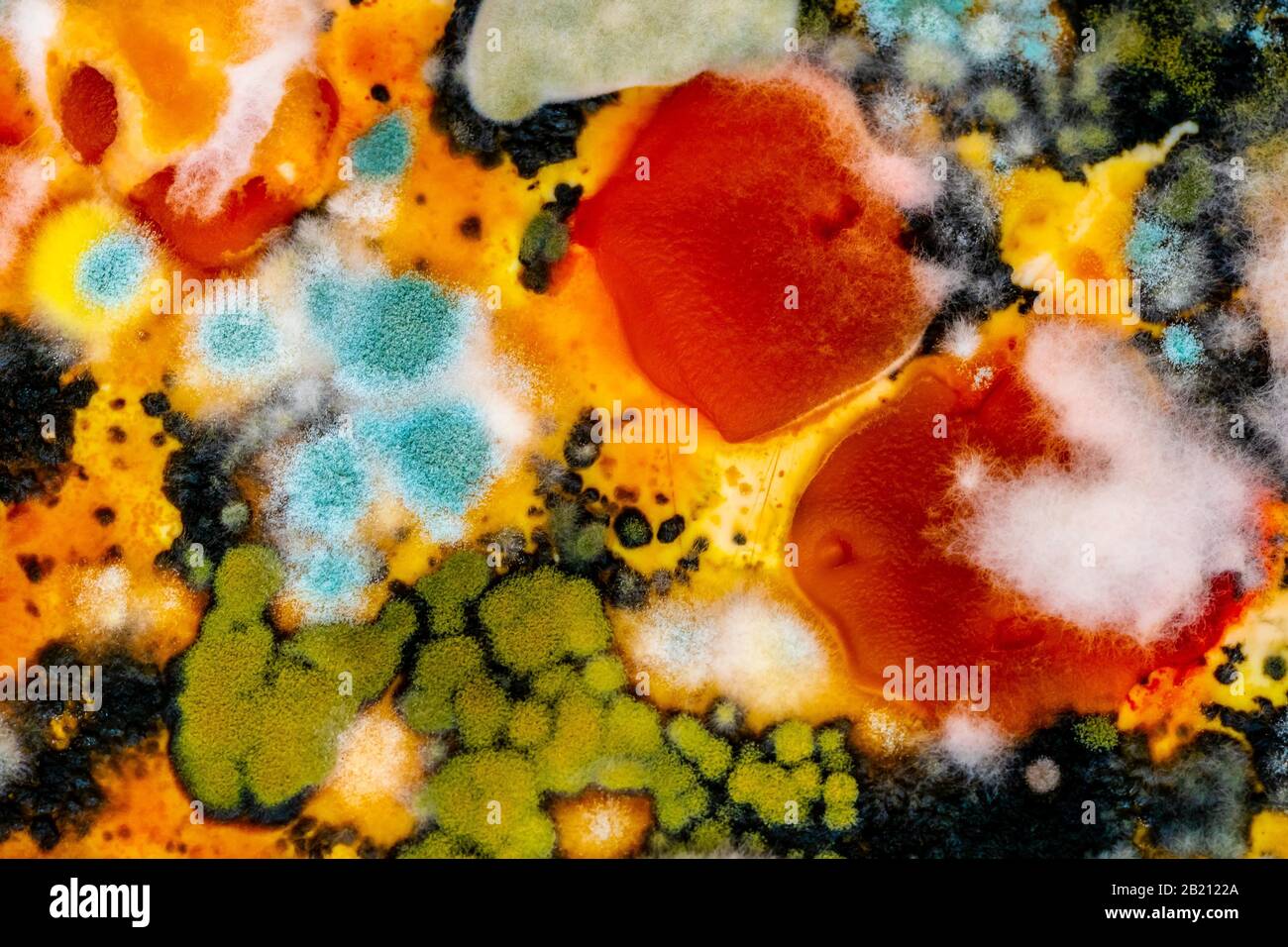 Dangerous and beautiful hi-res stock photography and images - Alamy