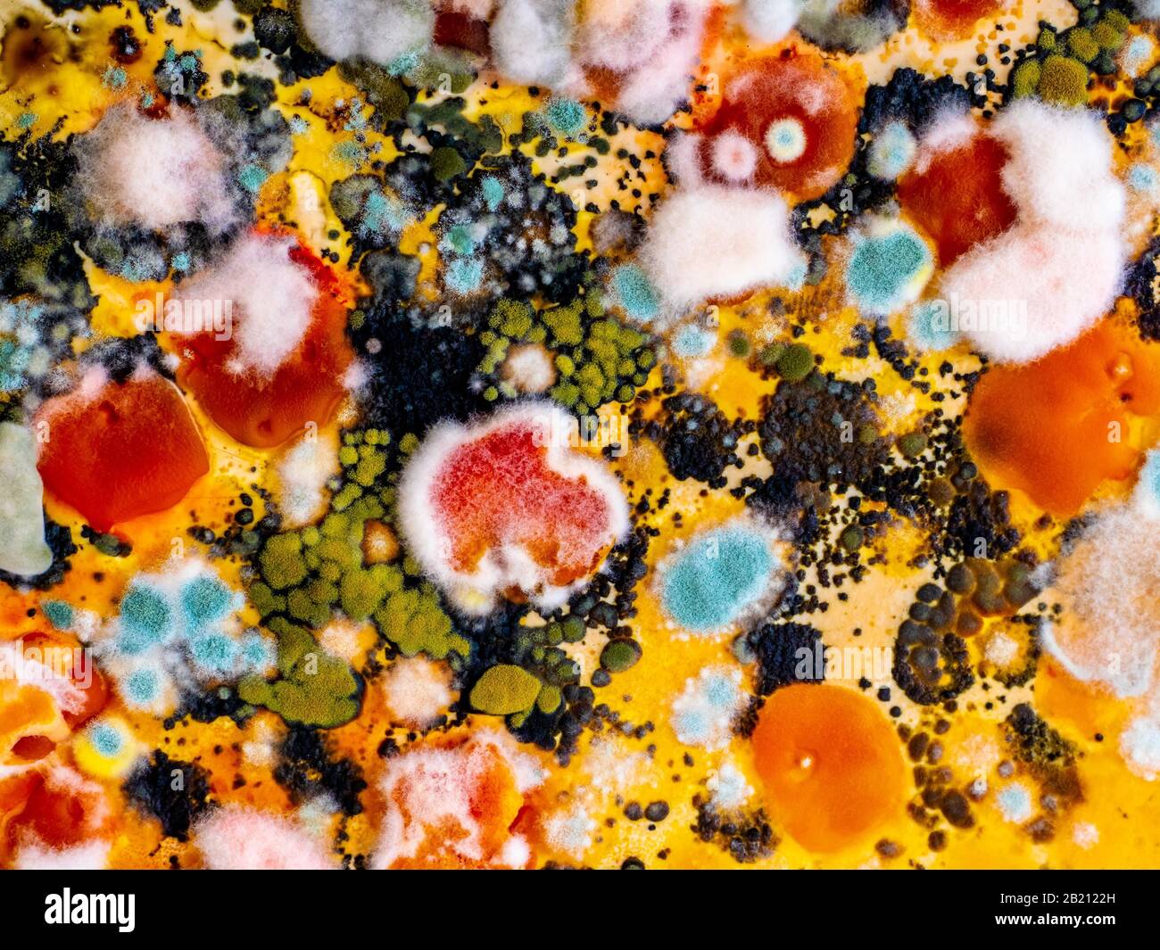 Mould, beautiful but dangerous, Austria Stock Photo - Alamy