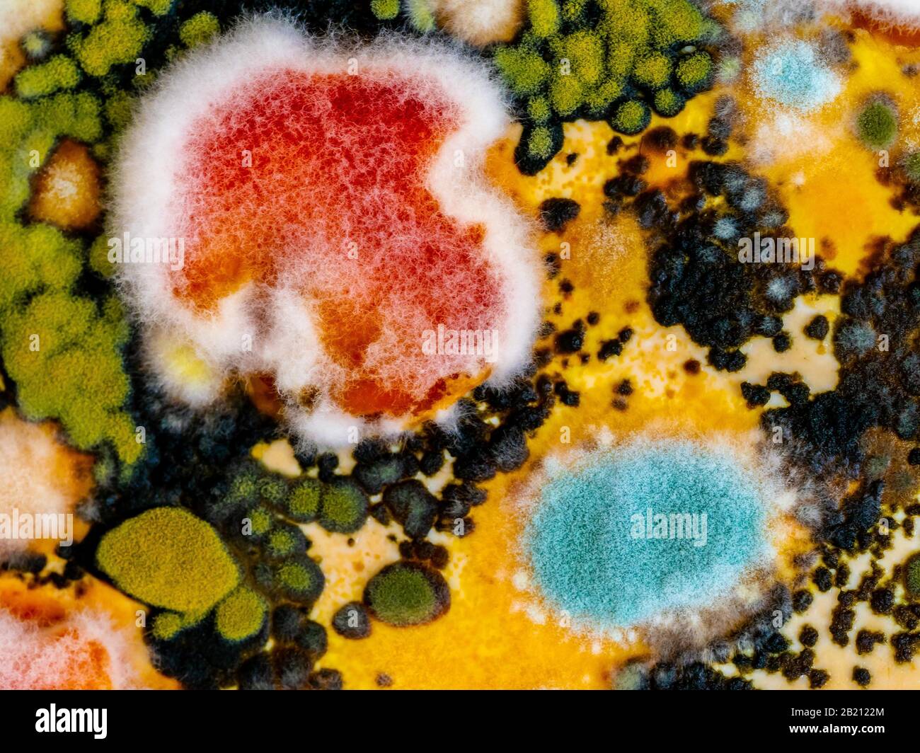 Dangerous mould hi-res stock photography and images - Alamy