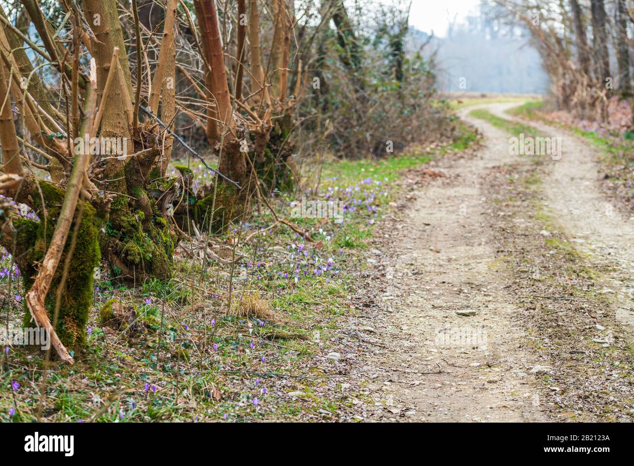 Trees lined up in the woods Stock Photo - Alamy