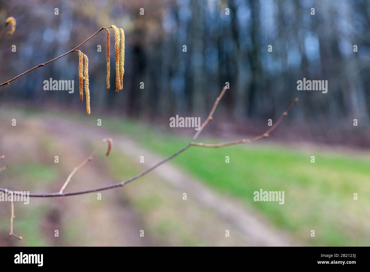 Trees lined up in the woods Stock Photo - Alamy