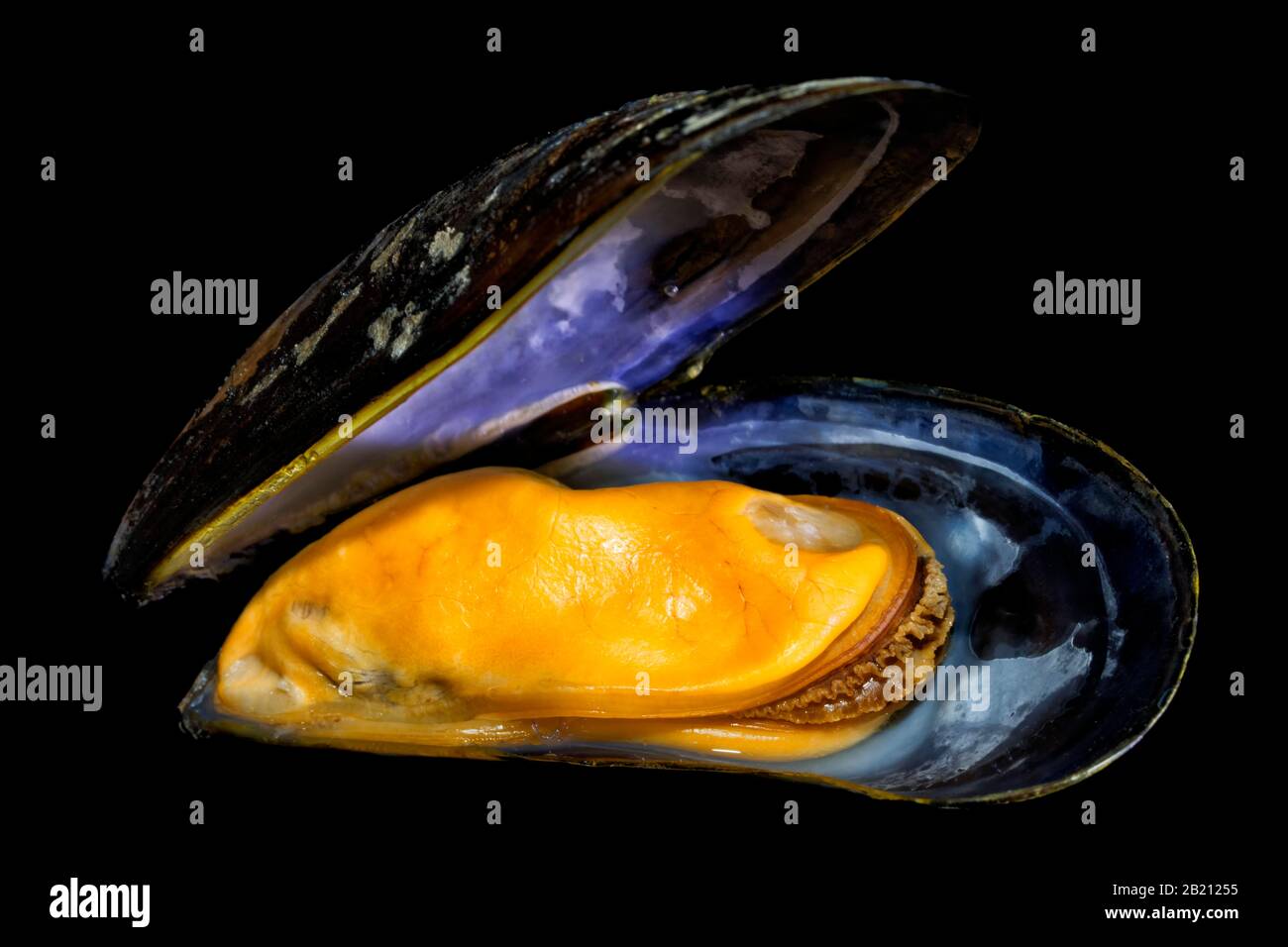 Mytilidae hi-res stock photography and images - Alamy