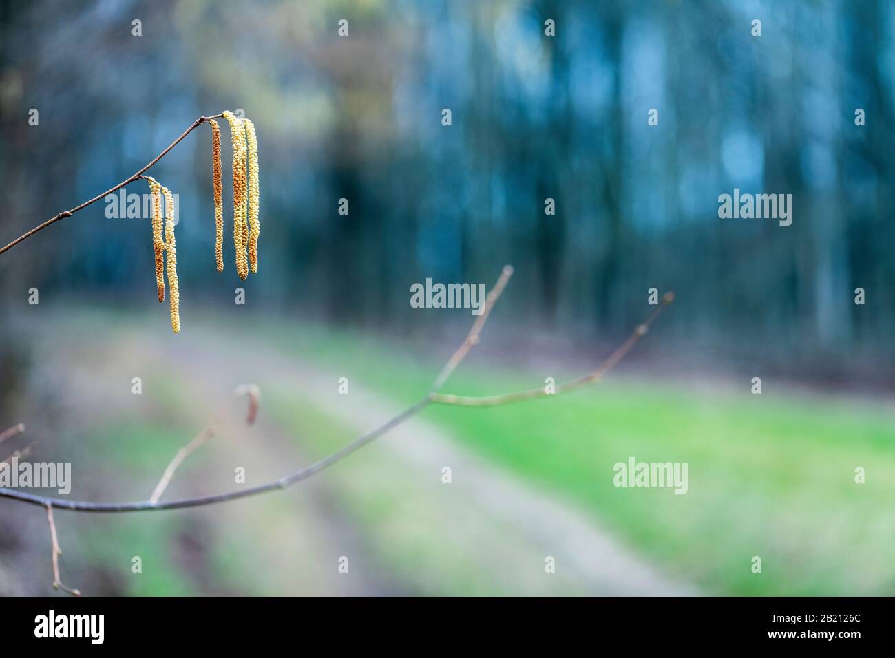 Trees lined up in the woods Stock Photo - Alamy