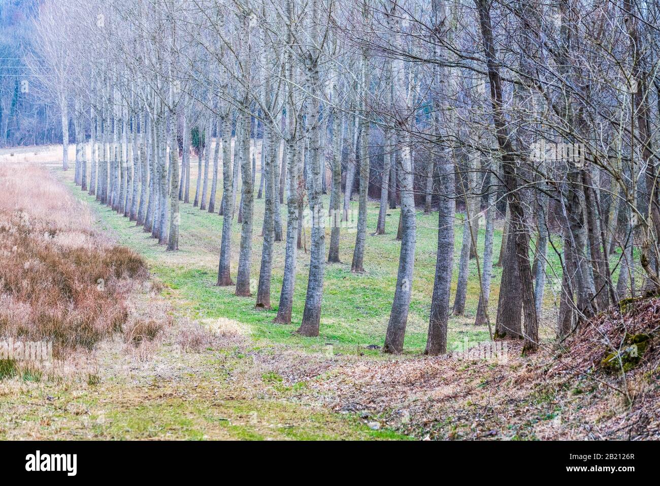 Trees lined up in the woods Stock Photo - Alamy