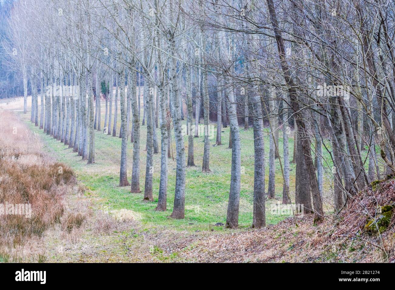 Trees lined up in the woods Stock Photo - Alamy