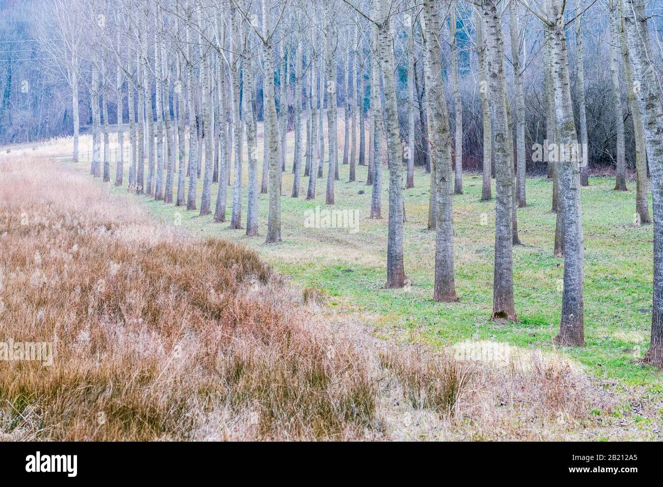 Trees lined up in the woods Stock Photo - Alamy