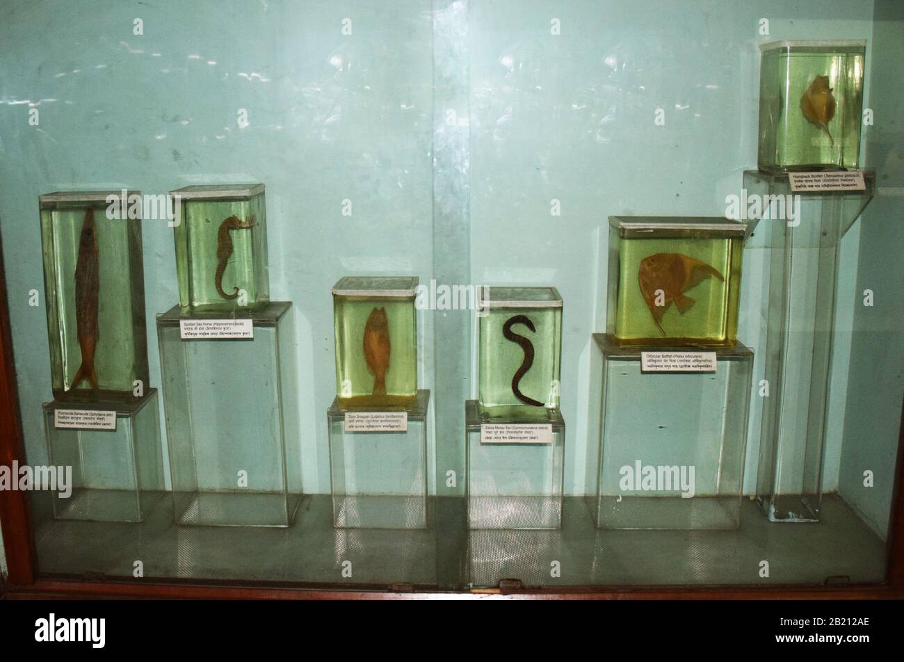Mummies of water species displayed at Indian Museum in Kolkata Stock ...