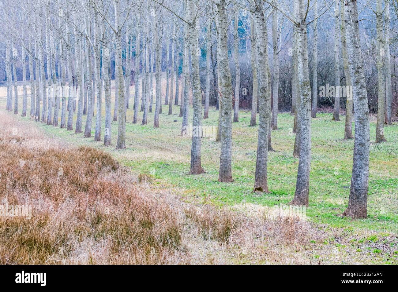 Trees lined up in the woods Stock Photo - Alamy
