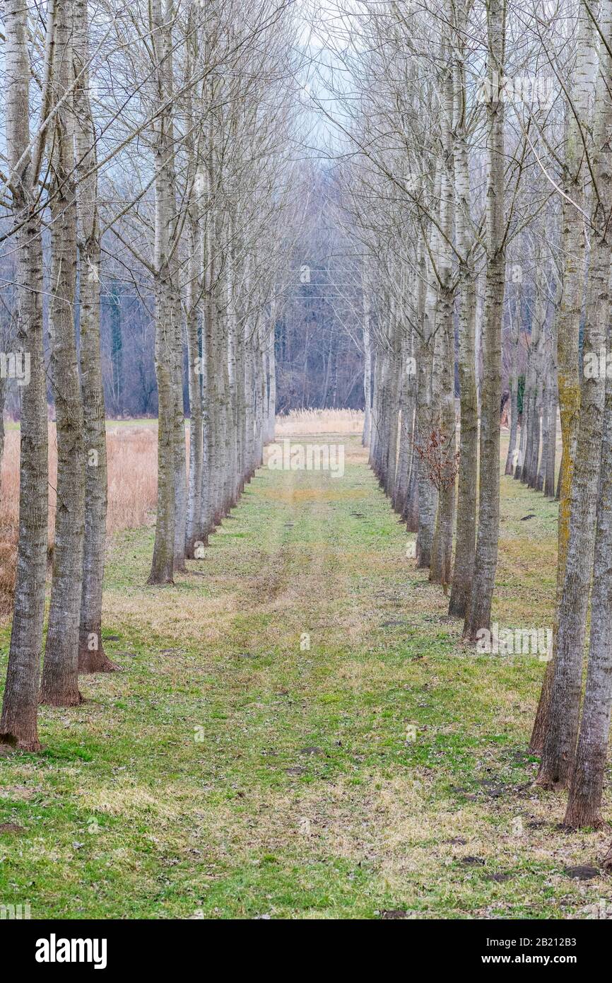 Trees lined up in the woods Stock Photo - Alamy