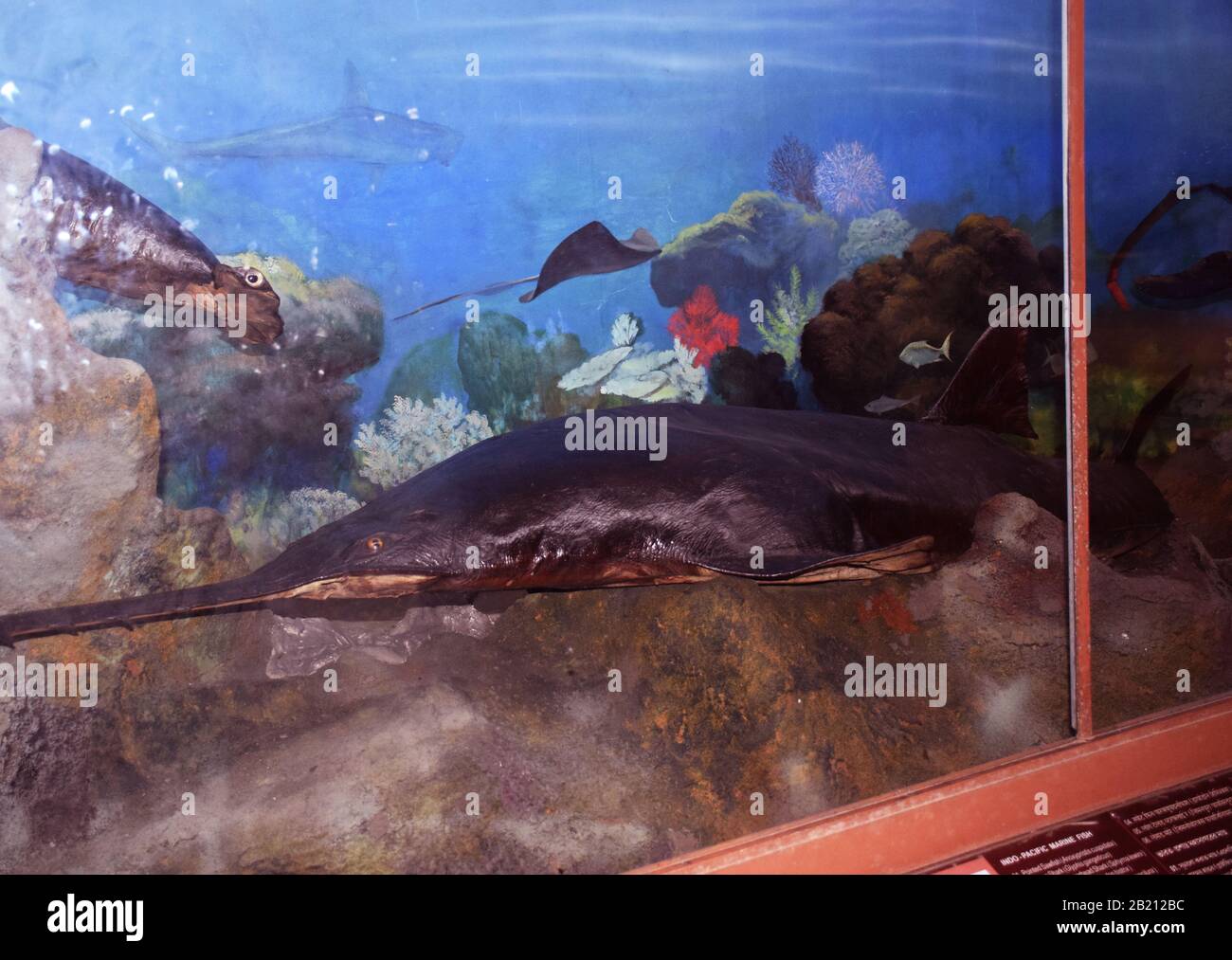 Mummy of a water species at Kolkata's Indian Museum Stock Photo - Alamy