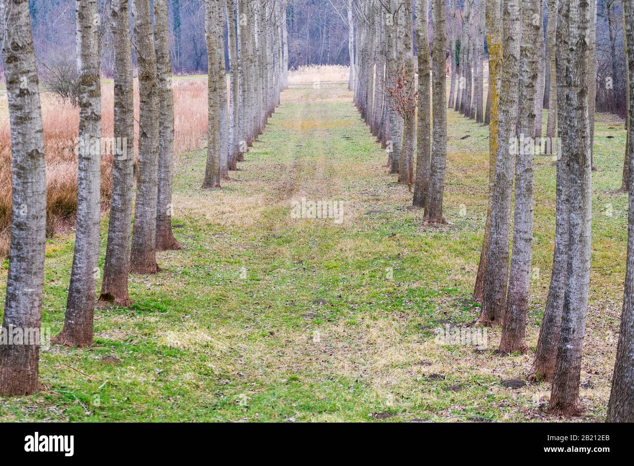 Trees lined up in the woods Stock Photo - Alamy