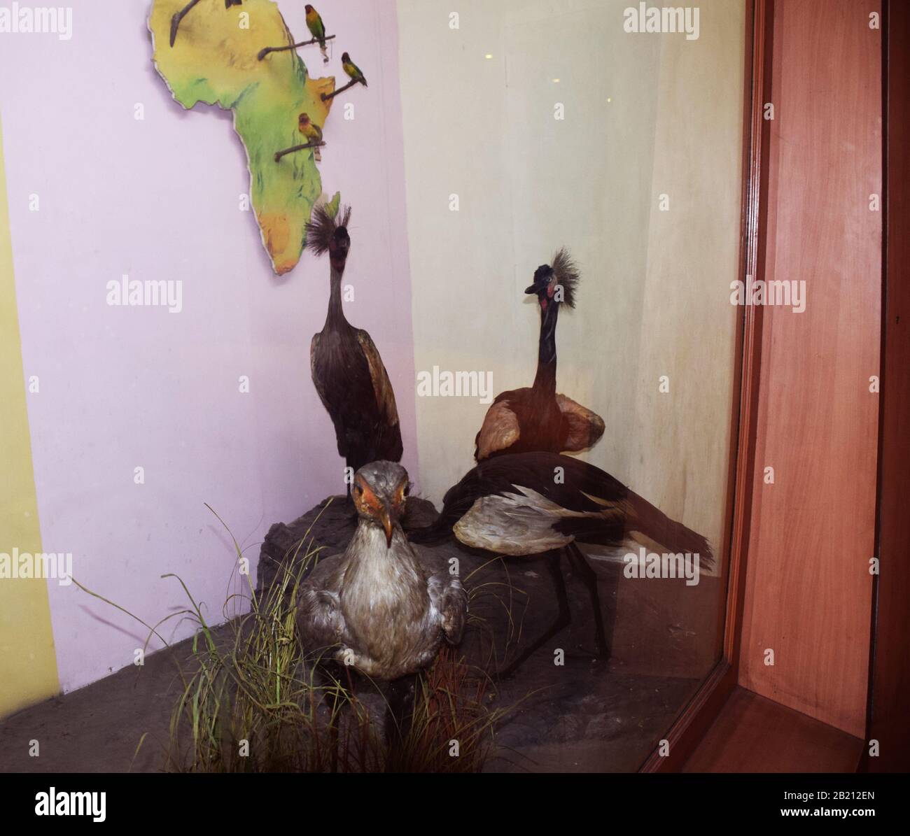 Mummies of Bird Species displayed at Indian Museum of Kolkata Stock ...