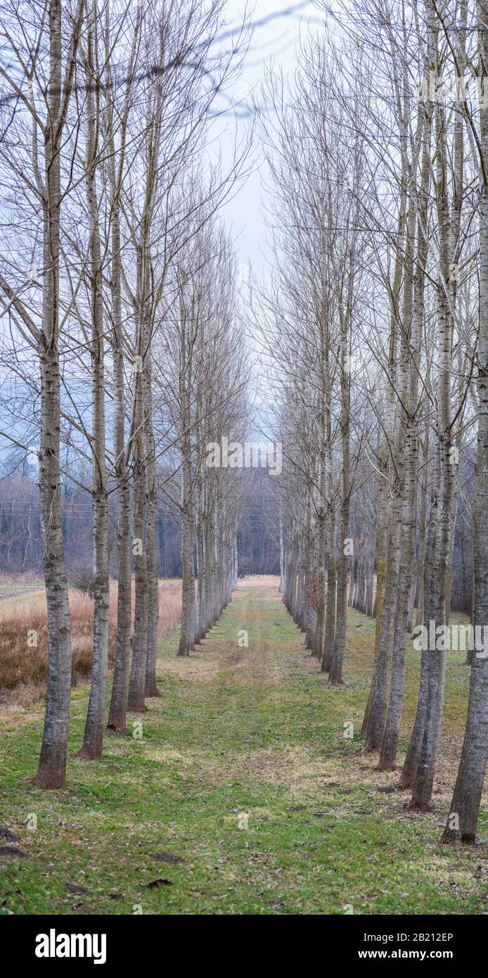 Trees lined up in the woods Stock Photo - Alamy